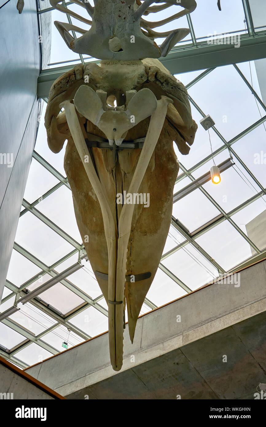Skeleton of a fish head in the hall of the museum Stock Photo - Alamy