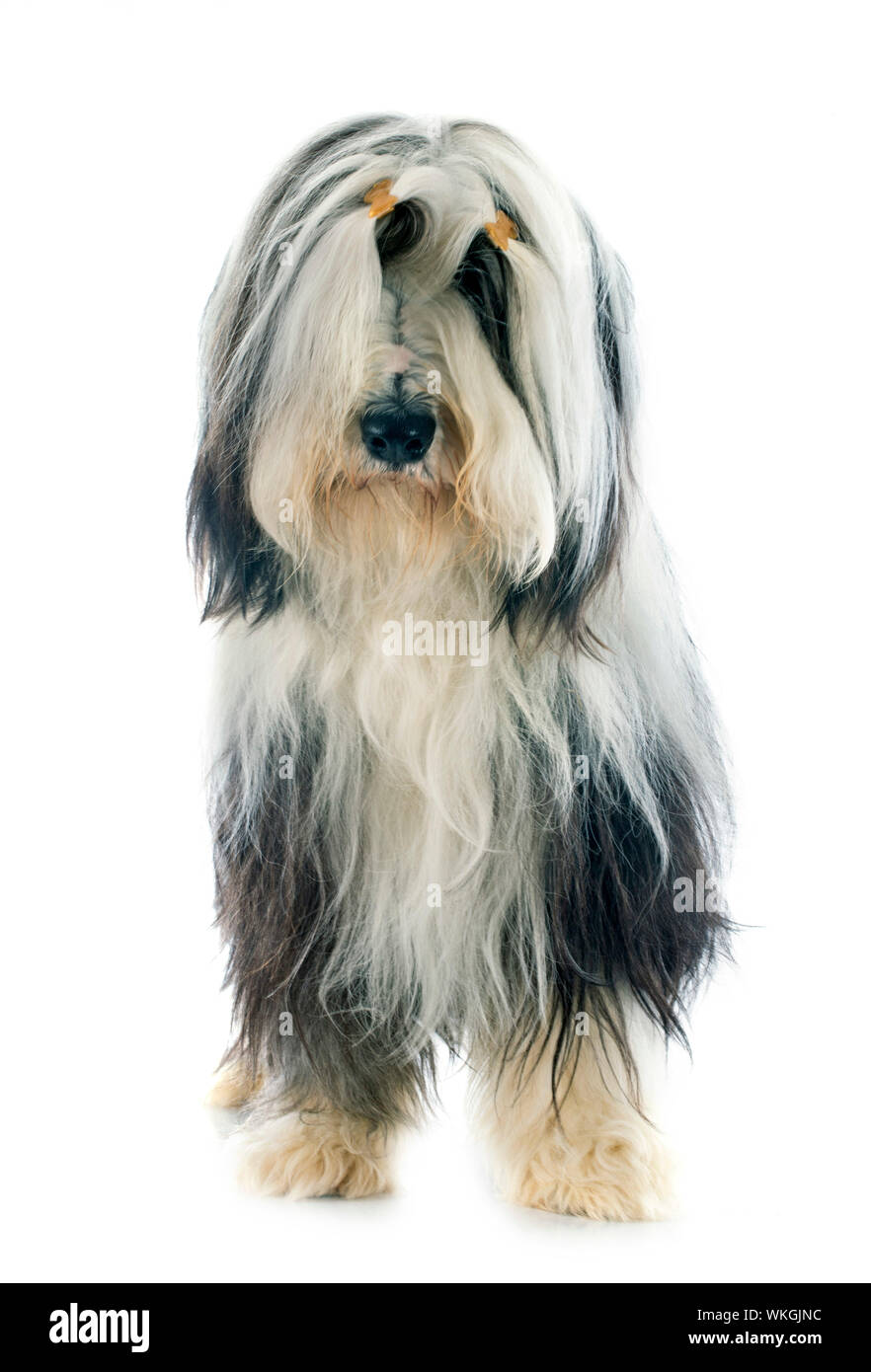 bearded collie in front of white background Stock Photo - Alamy