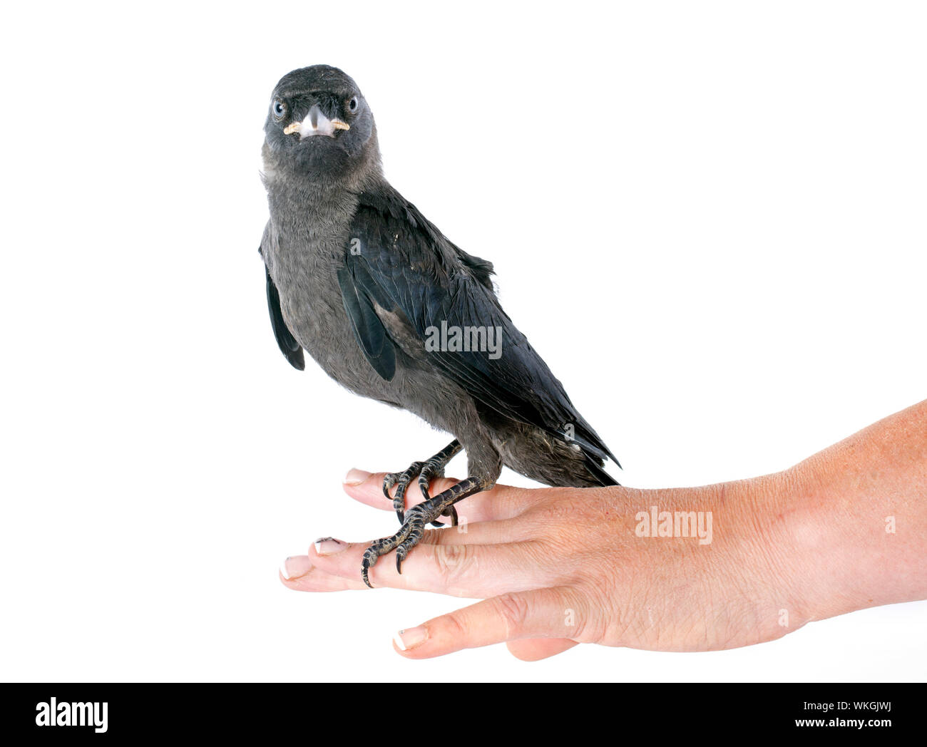 young Western jackdaw in front of white background Stock Photo - Alamy
