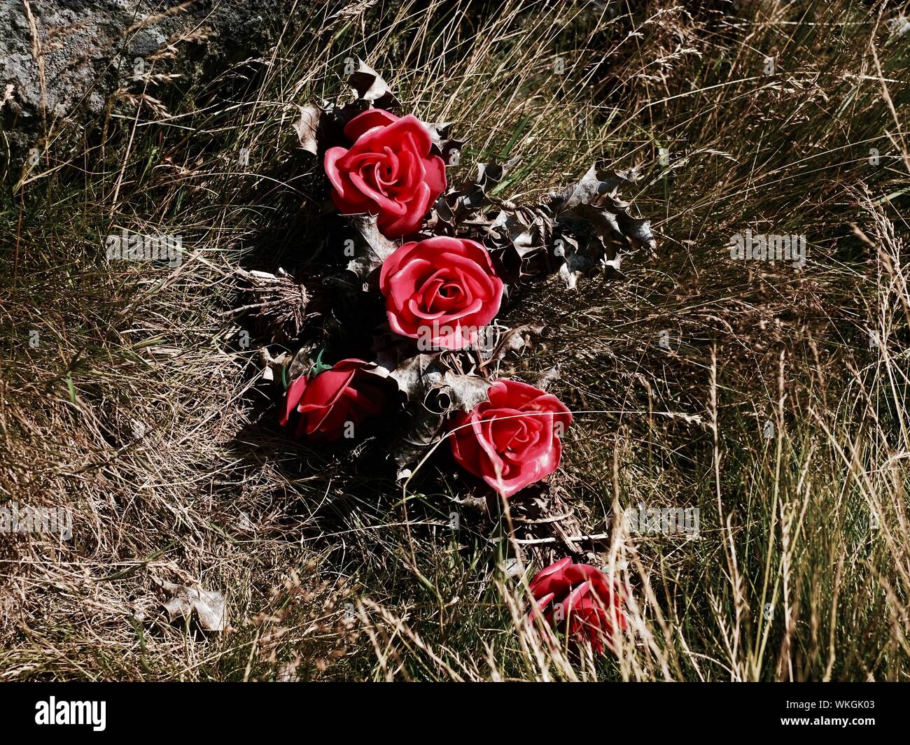 Field Of Red Roses High Resolution Stock Photography and Images - Alamy