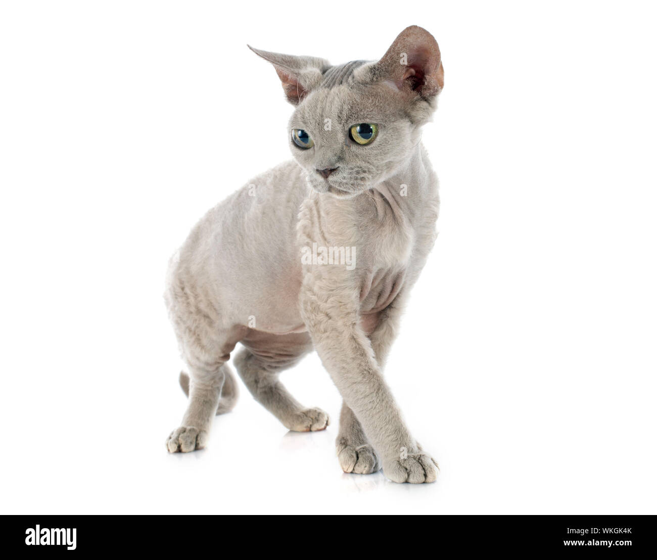 Devon devon rex Cut Out Stock Images & Pictures - Alamy