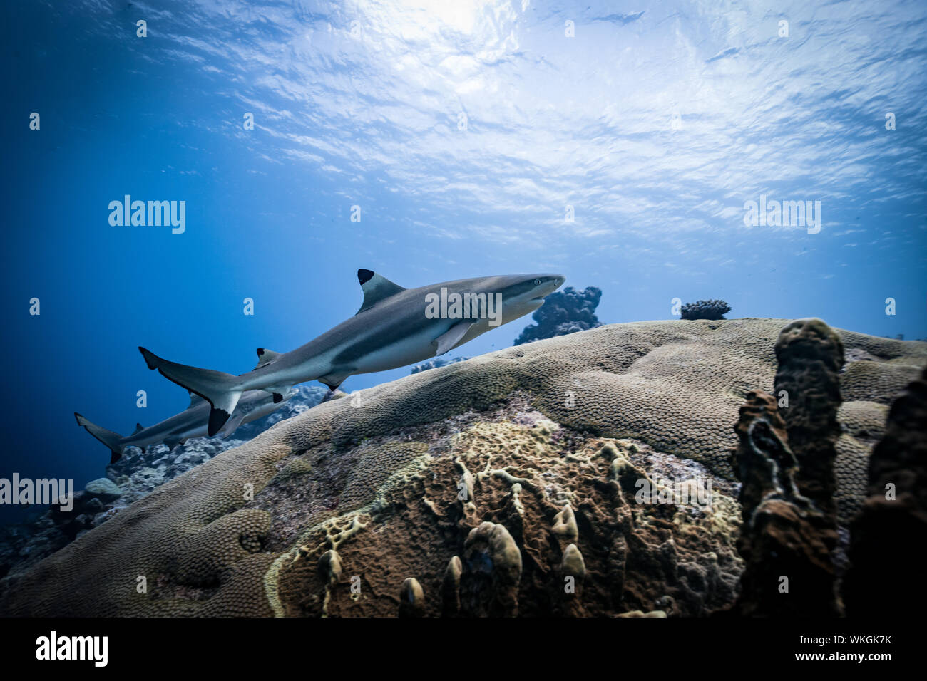 Two sharks swimming hi-res stock photography and images - Alamy