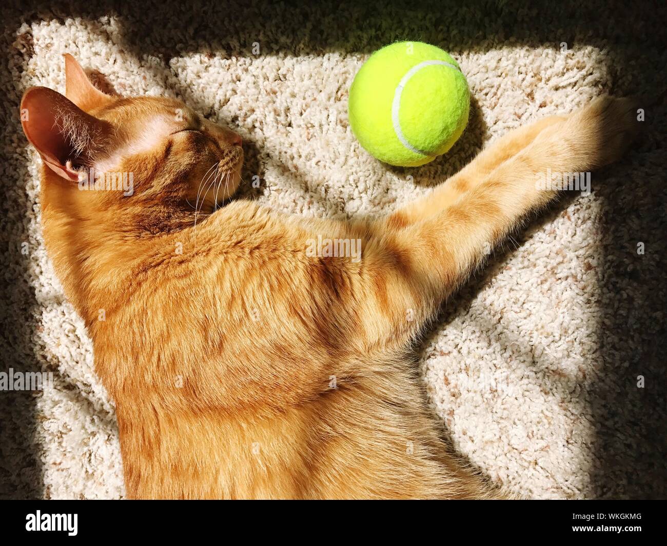 Hair ball cat hi-res stock photography and images - Alamy