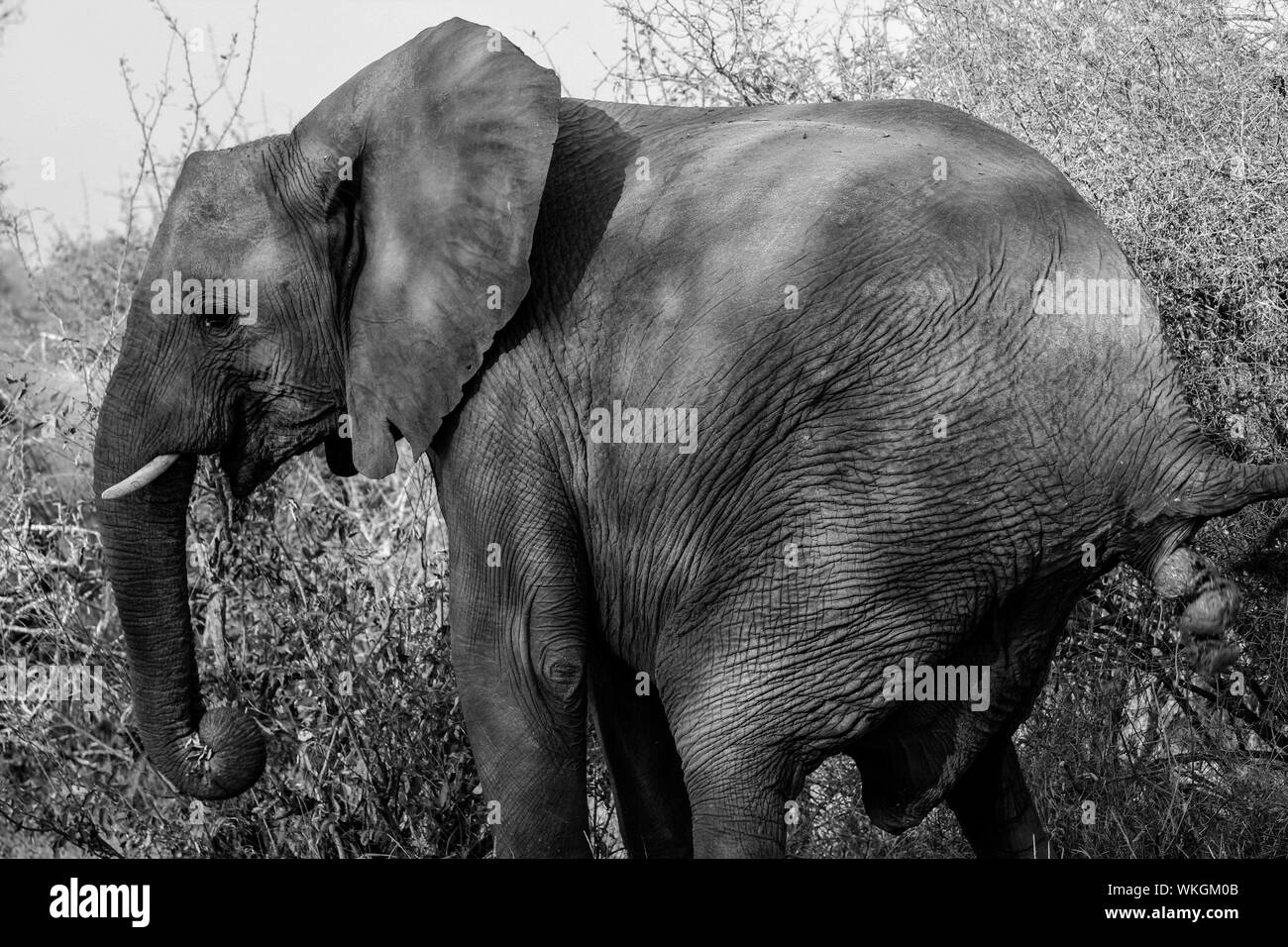 Elephant defecating hi-res stock photography and images - Alamy