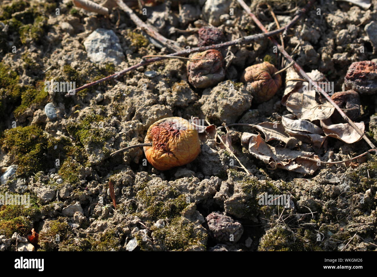Damaged fruit hi-res stock photography and images - Alamy