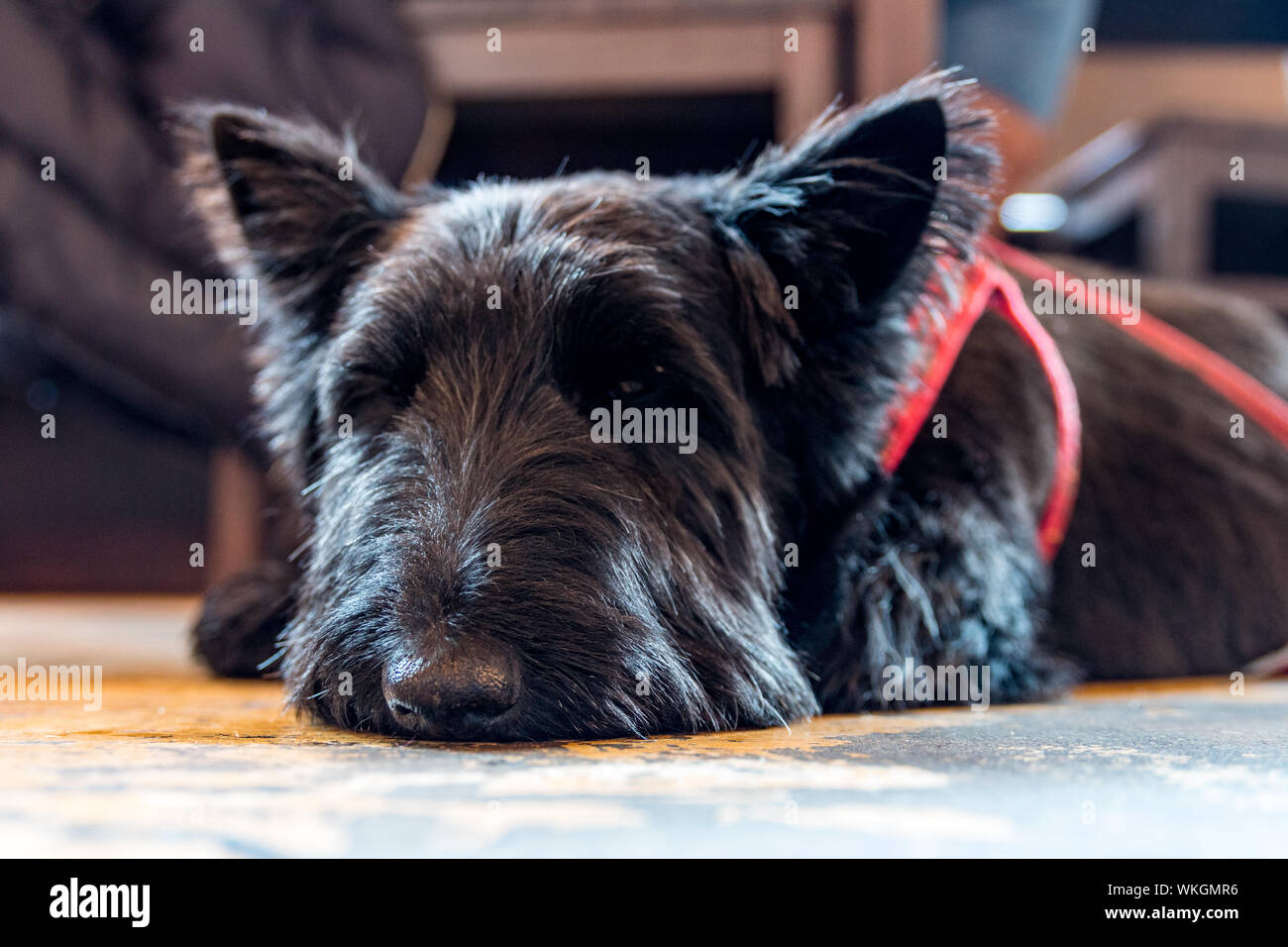 White scotty terrier hi-res stock photography and images - Alamy