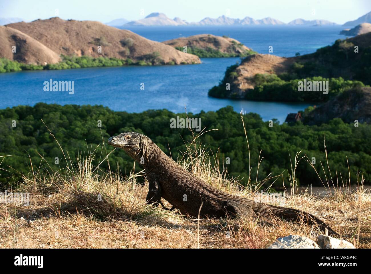 The dragon comes. Comodo dragon on island Rinca. Rinca, Indonesia Stock ...