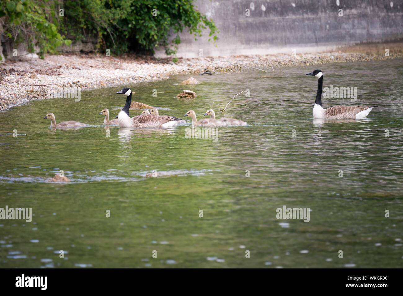 Canadian geese sweet bird hi-res stock photography and images - Alamy