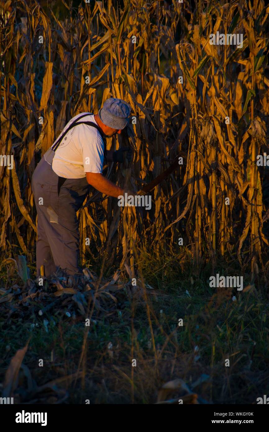 Cutting field hi-res stock photography and images - Alamy