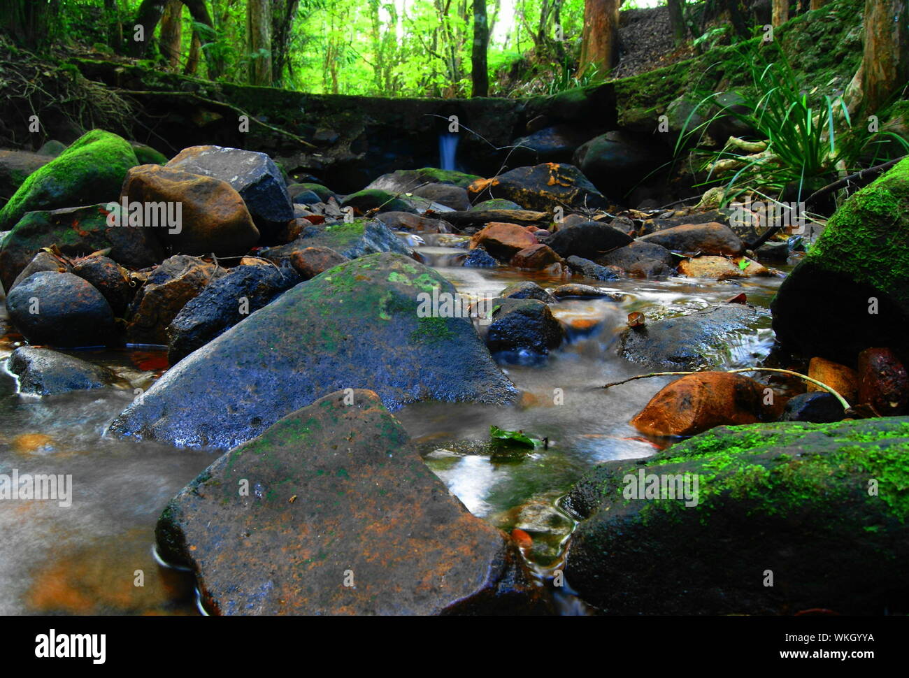Stream flowing through rocks trees in forest day hi-res stock ...