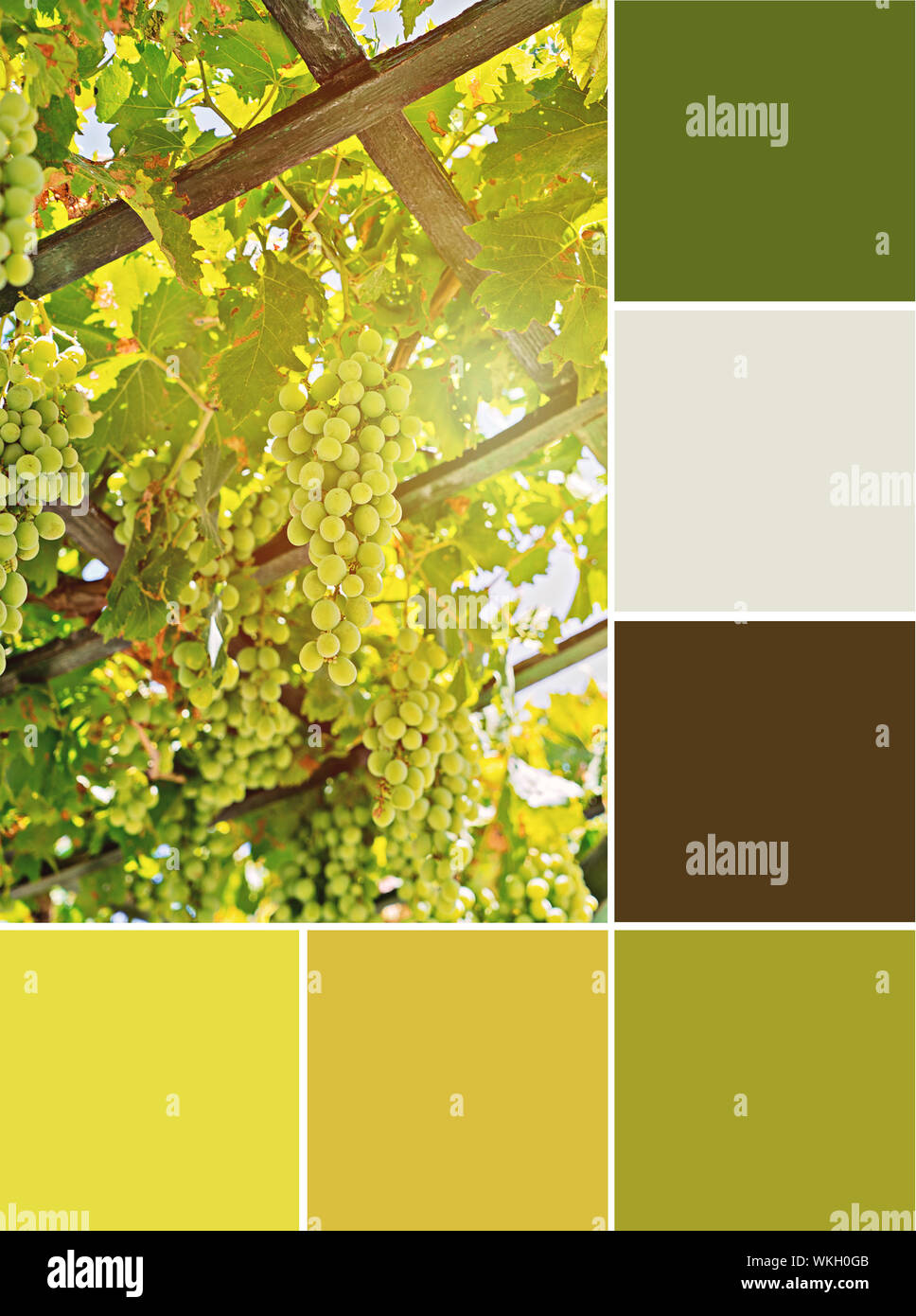 Bunch of white grapes on field at sunset. Autumn vineyard harvest ...