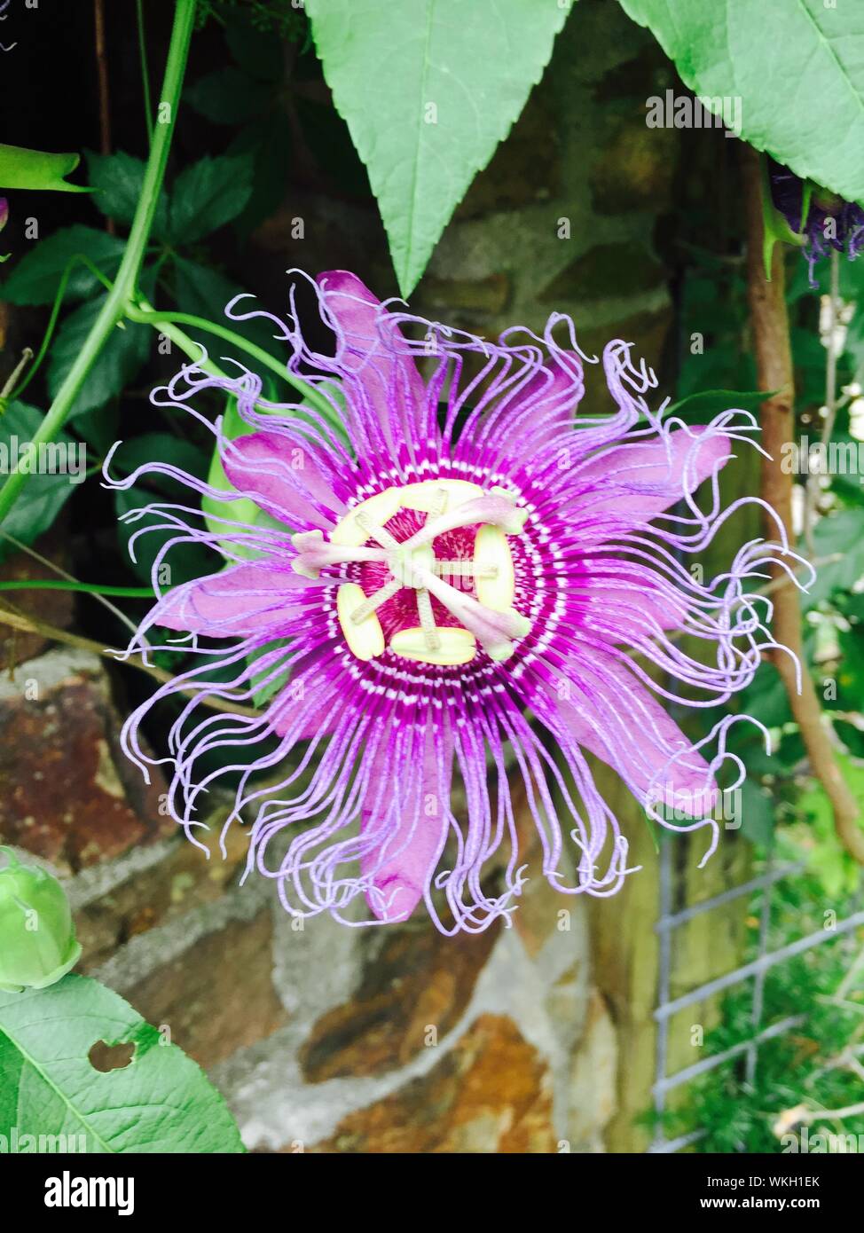 Purple exotic flower hi-res stock photography and images - Alamy