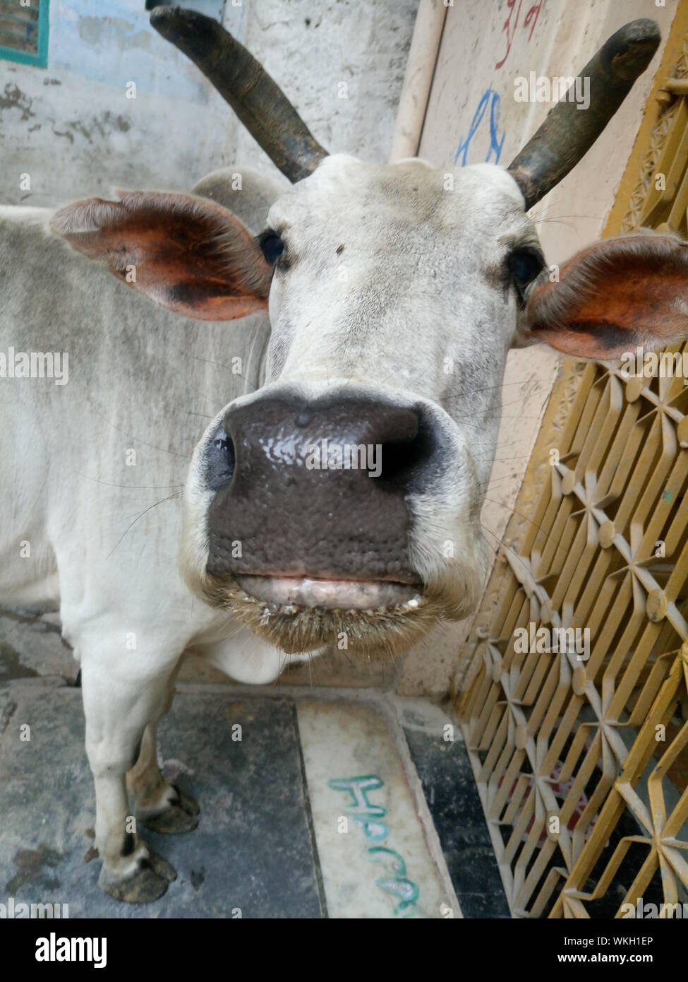Cow looking back hi-res stock photography and images - Alamy