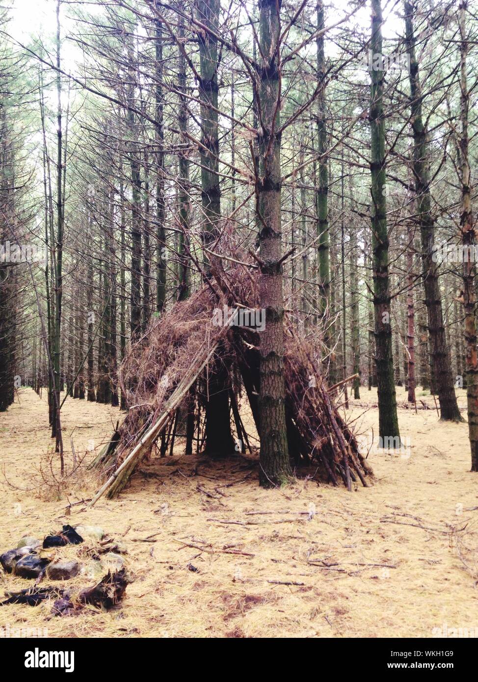 Hut tree hi-res stock photography and images - Alamy