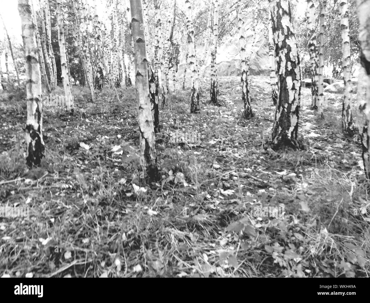 Remote forest area hi-res stock photography and images - Alamy