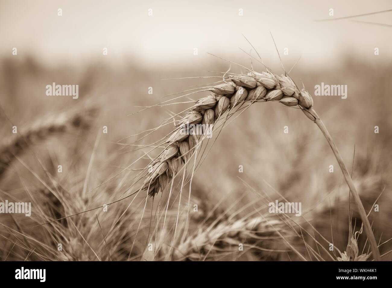 Blade Of Wheat High Resolution Stock Photography and Images - Alamy