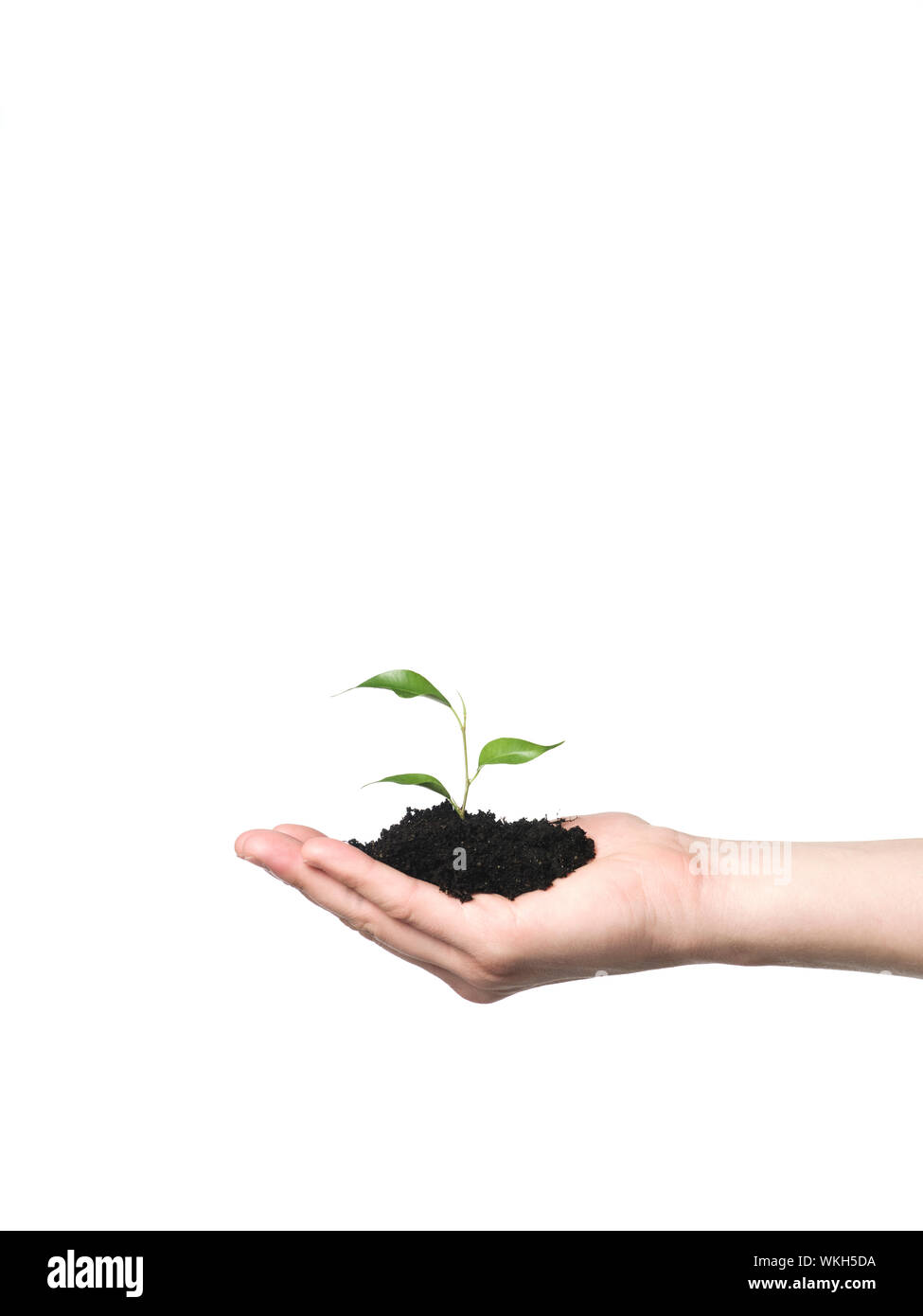 Hand with a growing plant Stock Photo - Alamy