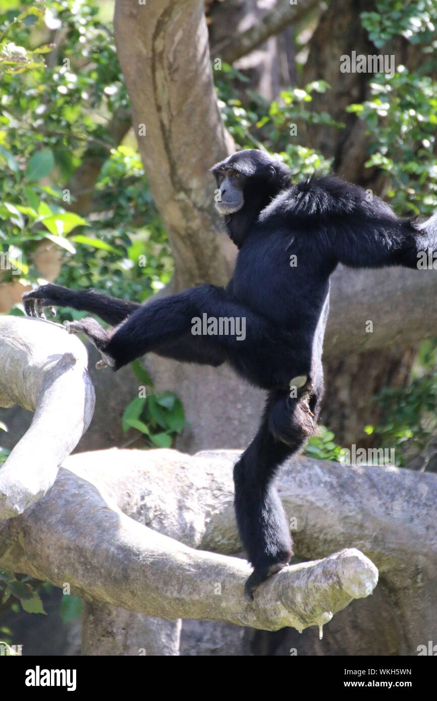 Ape up tree hi-res stock photography and images - Alamy