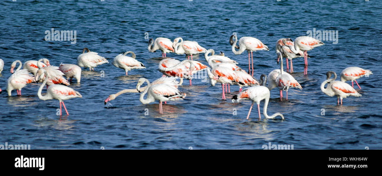 Group of Greater Flamingos in shallow water. Phoenicopterus ruber ...