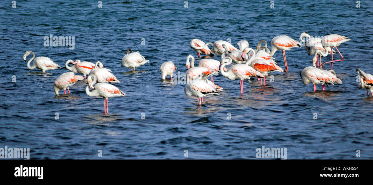 Group of Greater Flamingos in shallow water. Phoenicopterus ruber ...