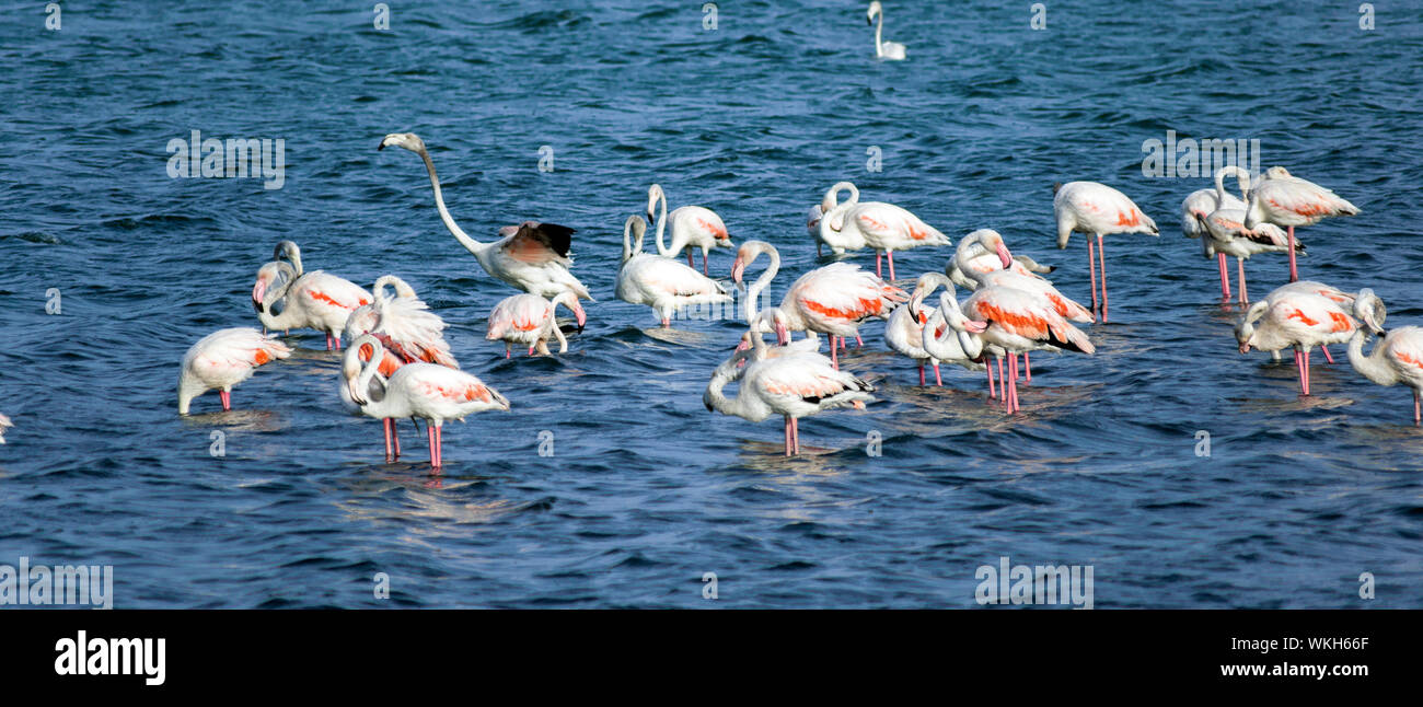 Group of Greater Flamingos in shallow water. Phoenicopterus ruber ...