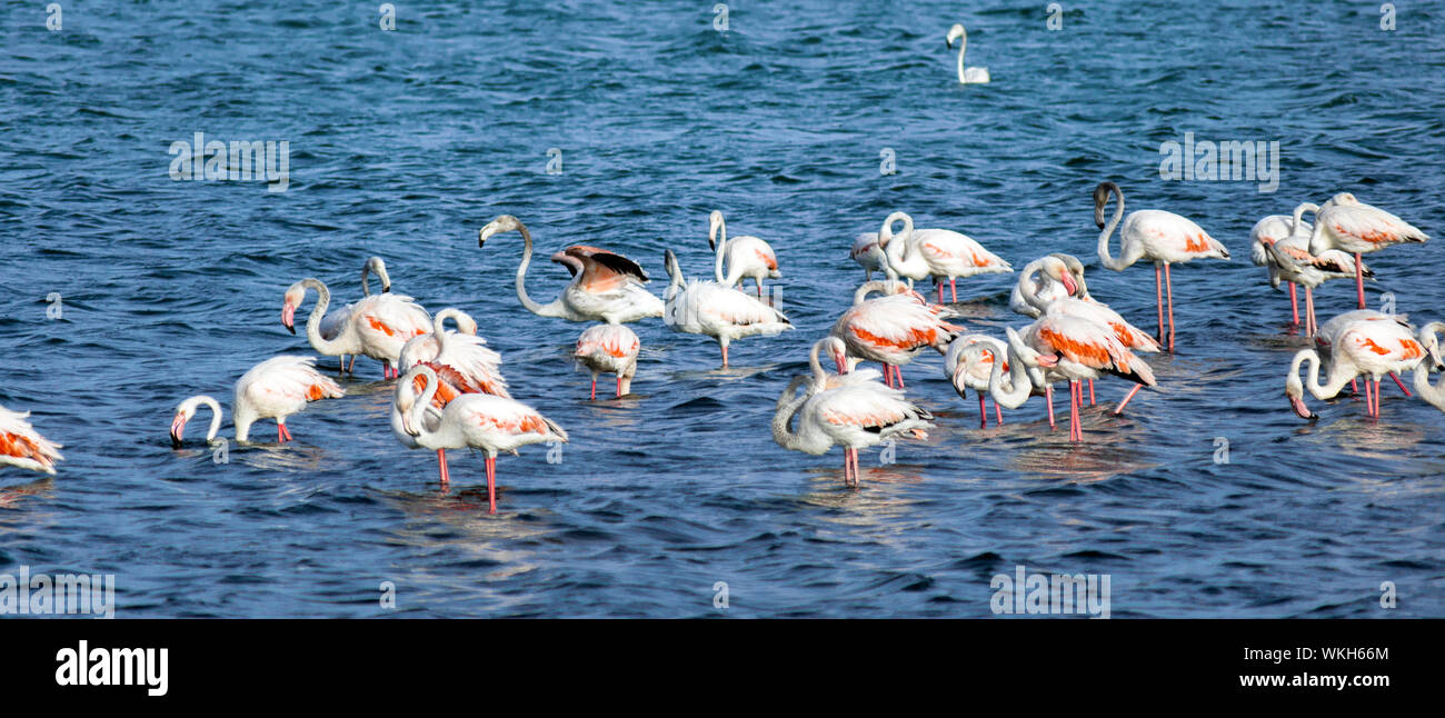 Flamingo stretching hi-res stock photography and images - Alamy