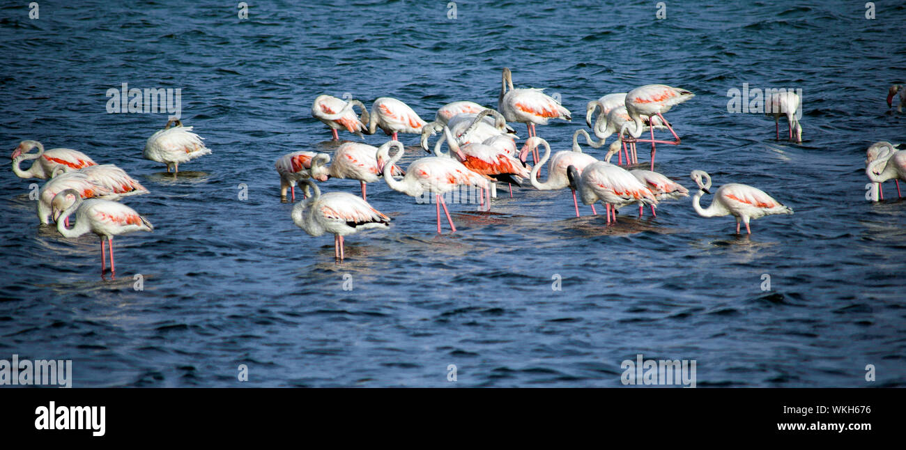Group of Greater Flamingos in shallow water. Phoenicopterus ruber ...