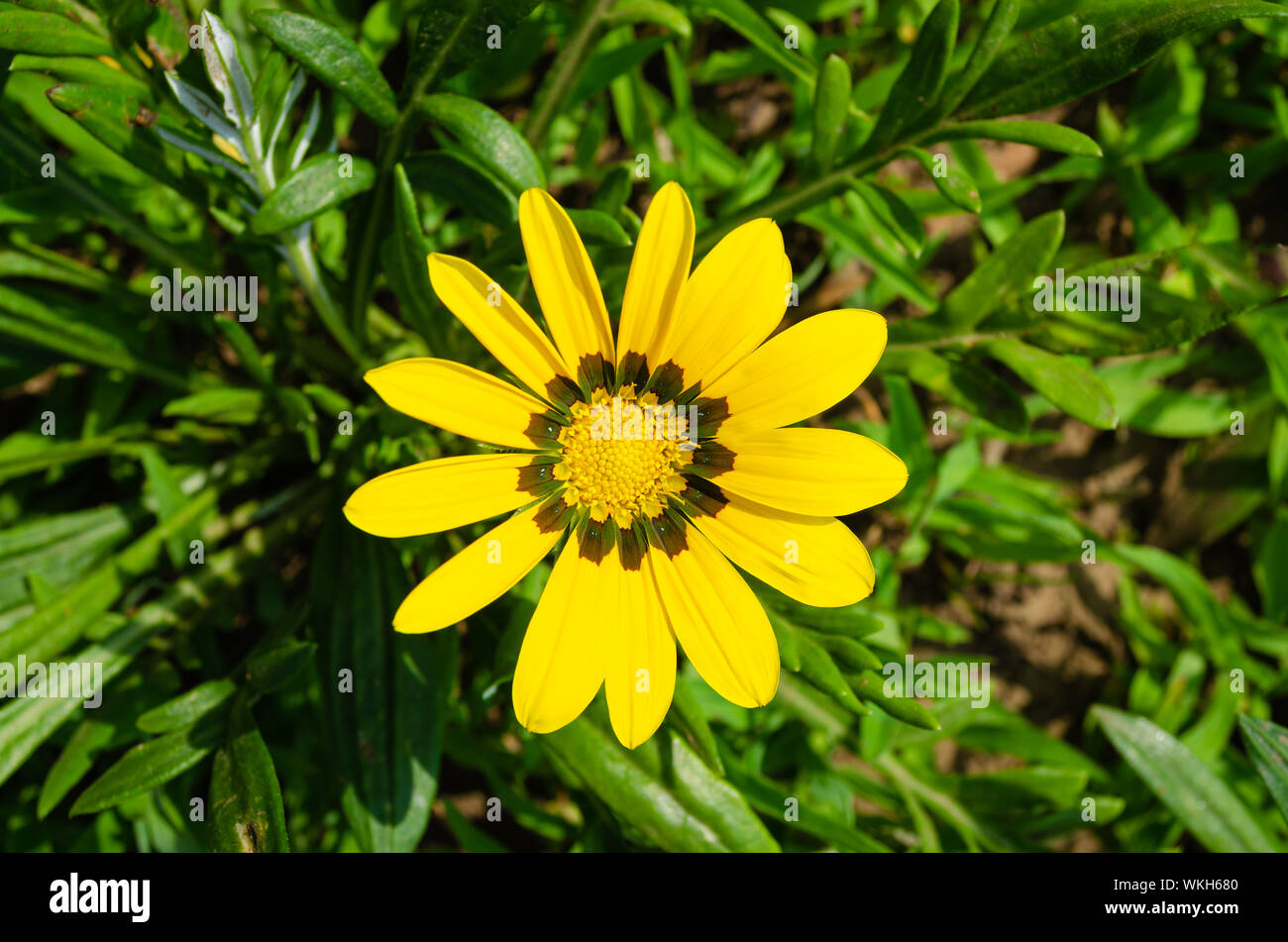 Yellow grey leaved euryops hi-res stock photography and images - Alamy