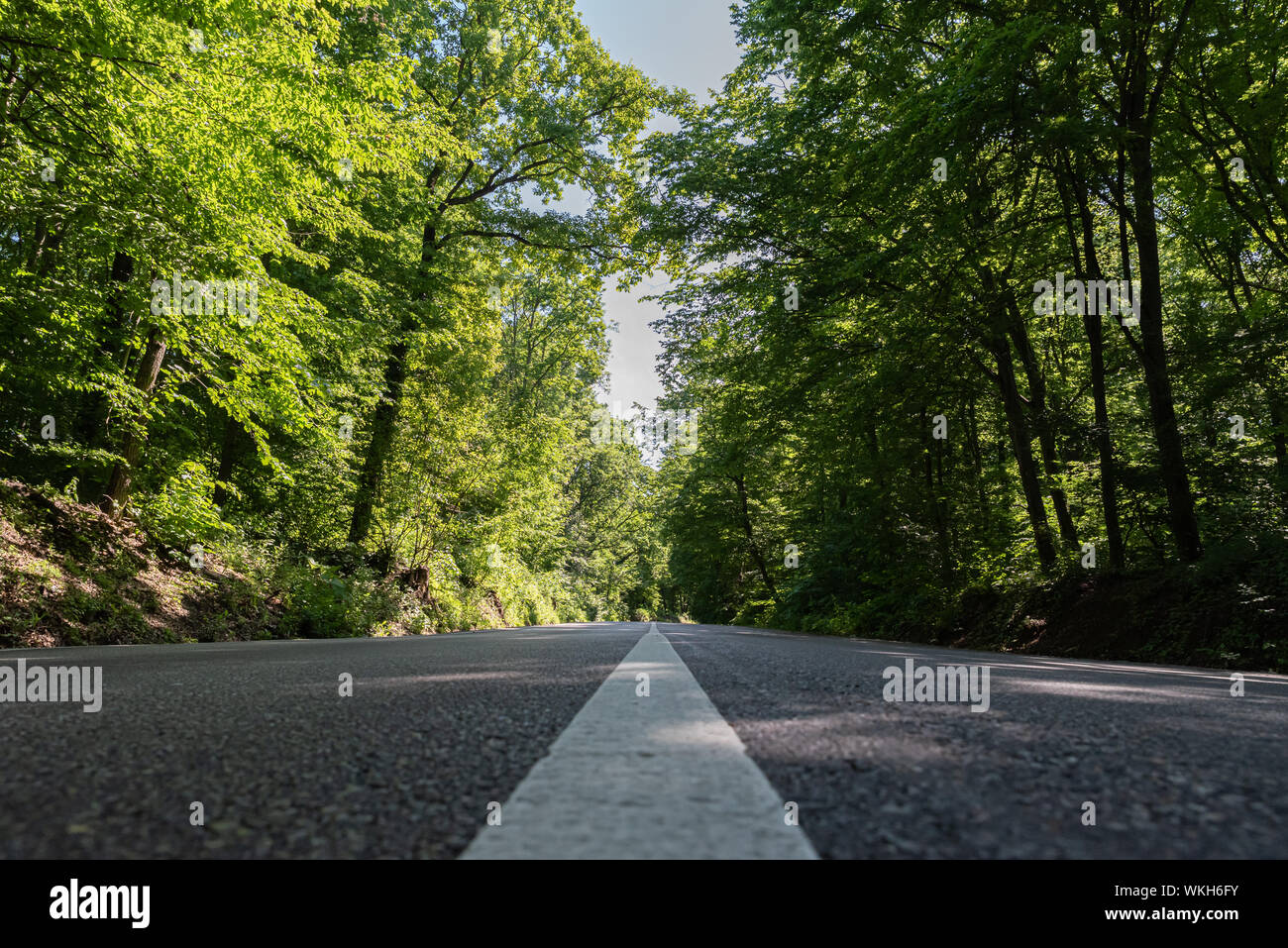Asphalt road passing through the middle of the forest Stock Photo - Alamy