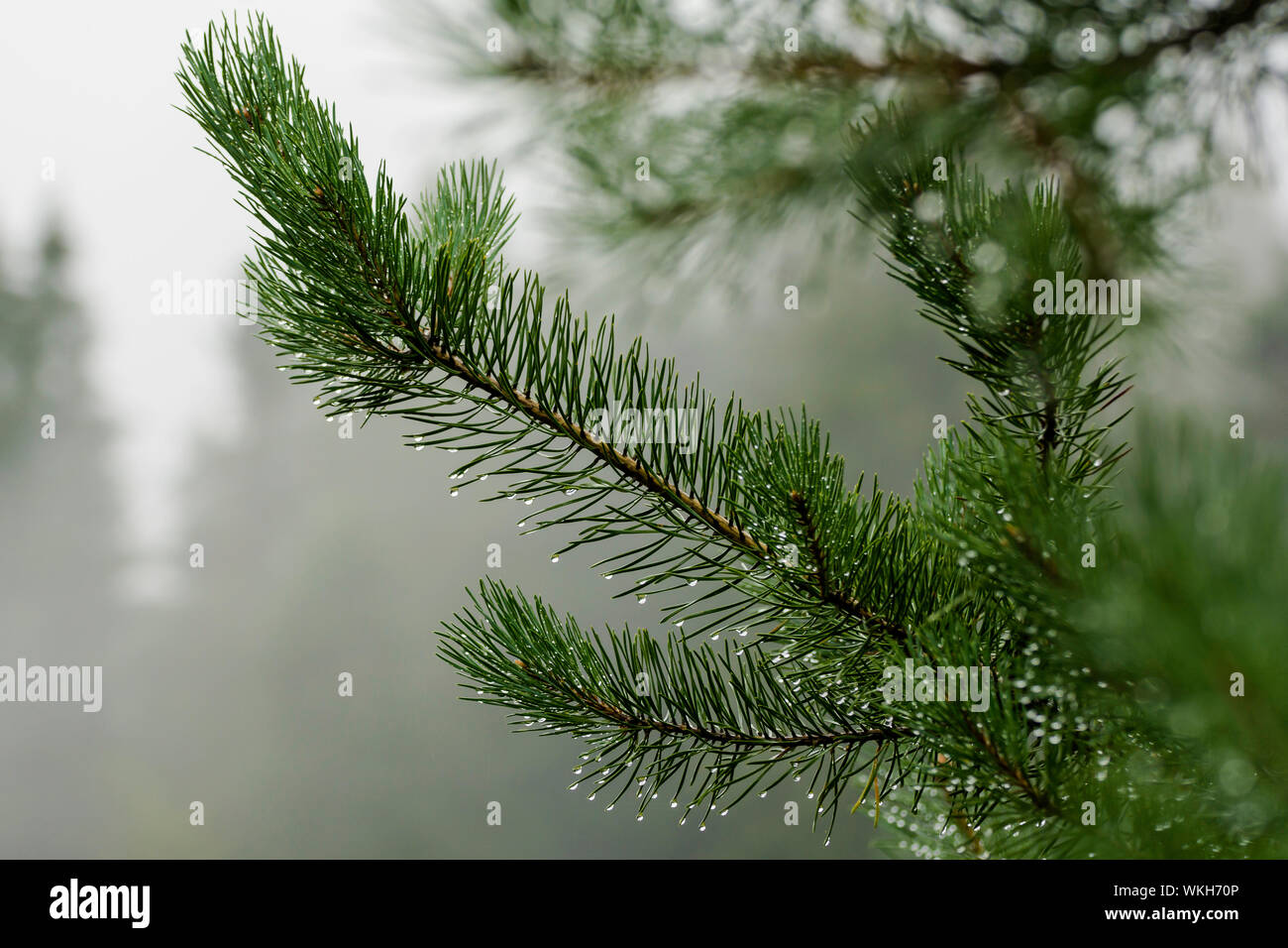 Conifer branch with raindrops on a rainy day Stock Photo - Alamy