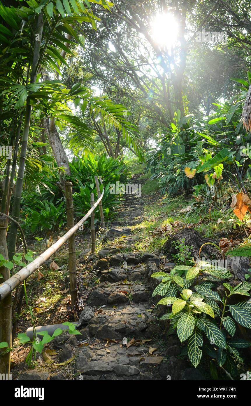 Steps Through Forest High Resolution Stock Photography and Images - Alamy