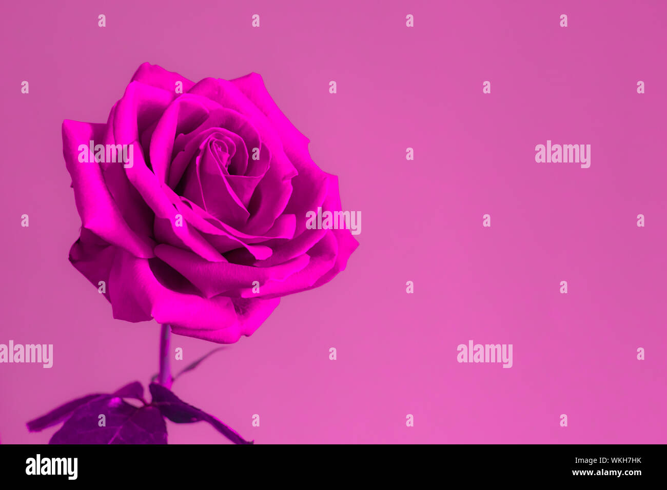 One flower bright beautiful pink rose on a bright pink background, neon ...