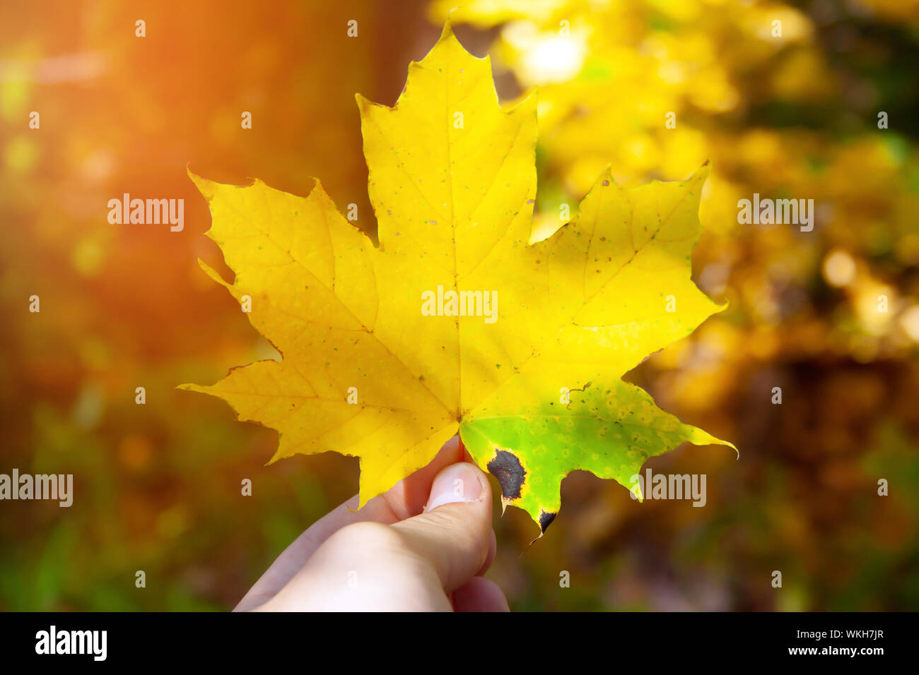Yellow bright colored leaf in man's hand. Autumn concept Stock Photo ...