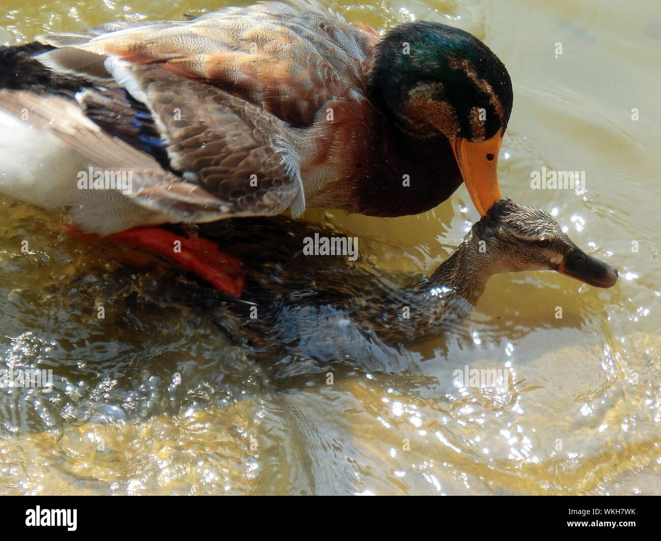 Wild ducks mating hi-res stock photography and images - Alamy