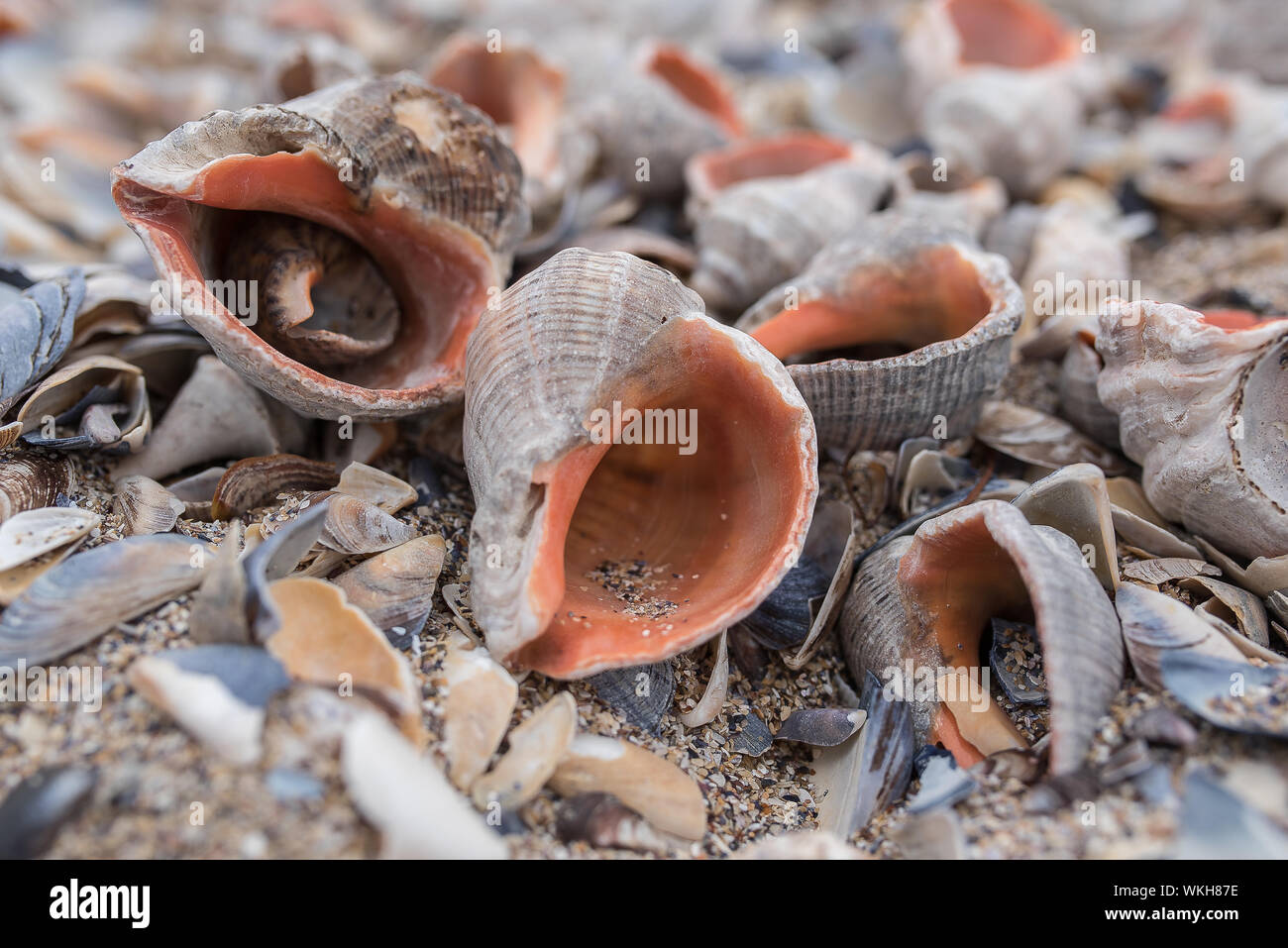 Shells on the seashore at Black Sea Stock Photo - Alamy