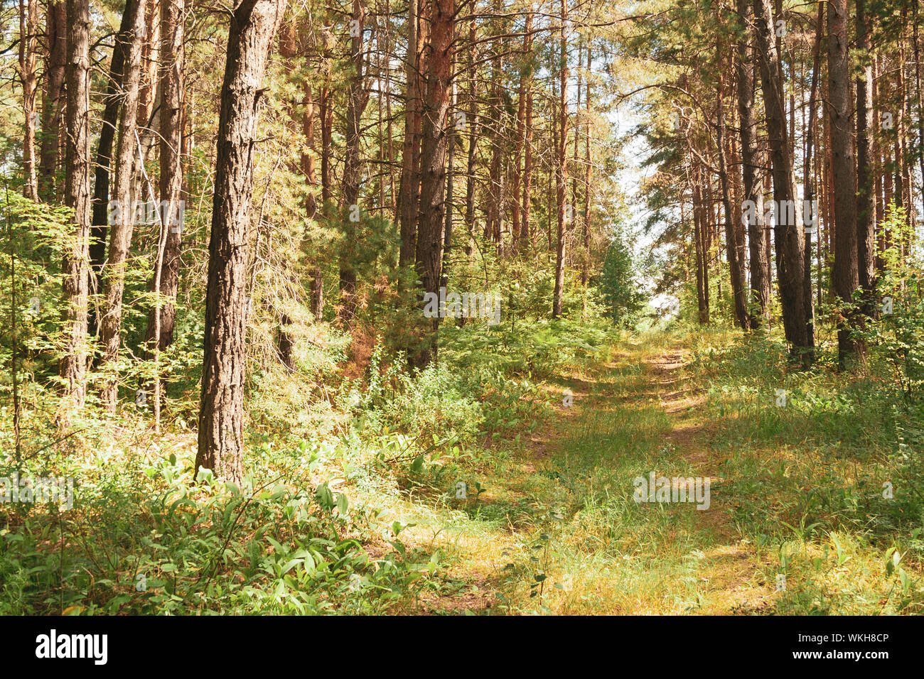Summer green beautiful forest landscape with road throught in ...