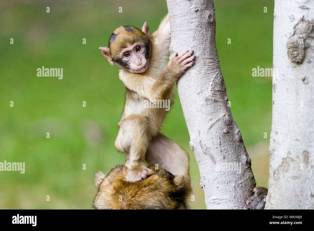 Cute young monkey stepping on its mothers head Stock Photo - Alamy