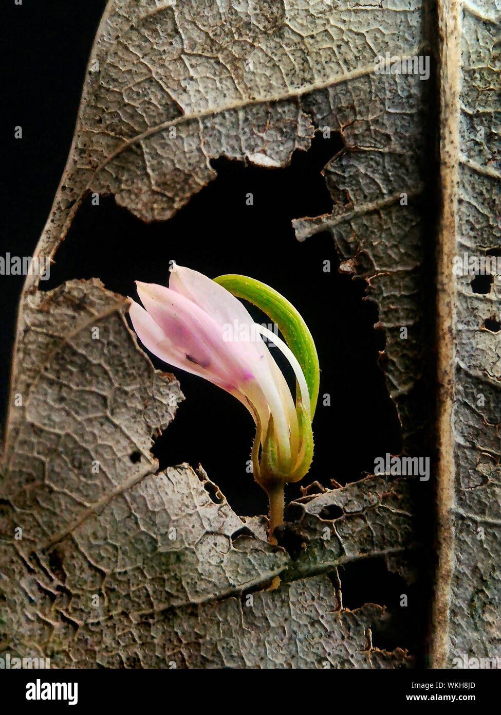 Pink Trunk High Resolution Stock Photography and Images - Alamy