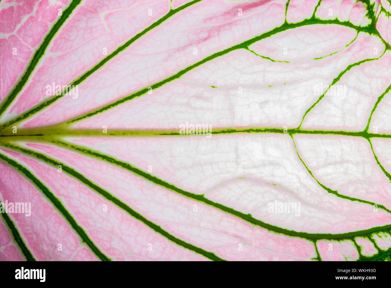 Variegated leaf hi-res stock photography and images - Alamy