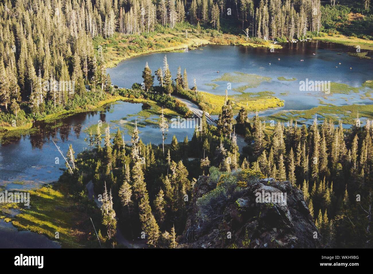 Pine trees at lake hi-res stock photography and images - Alamy