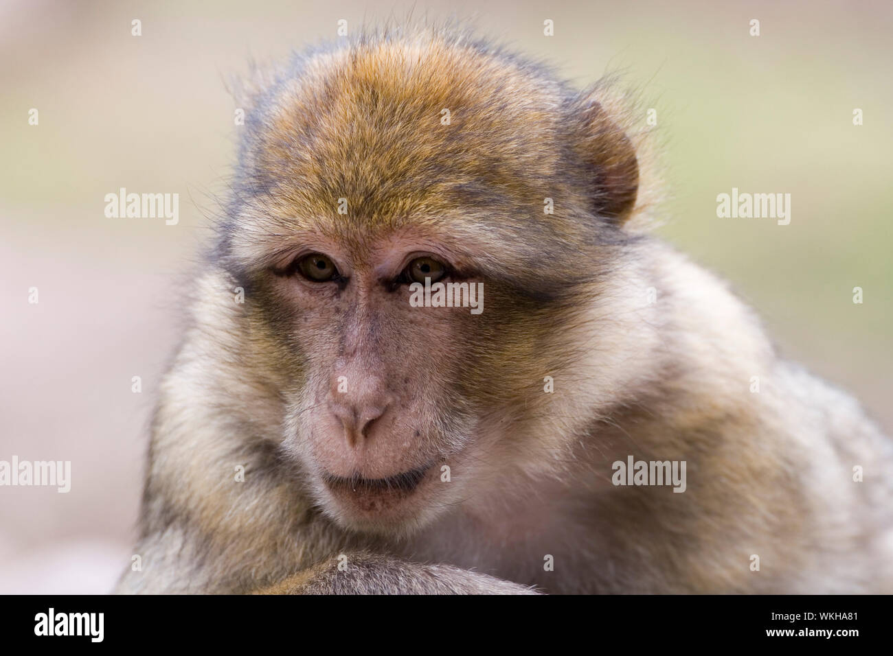 Primitive eyes hi-res stock photography and images - Alamy