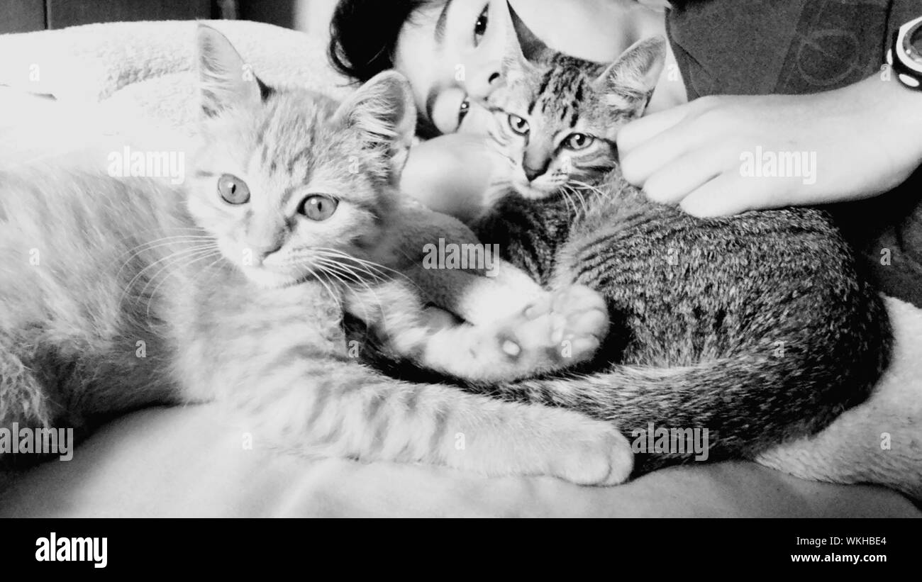 Boy and cats hi-res stock photography and images - Alamy