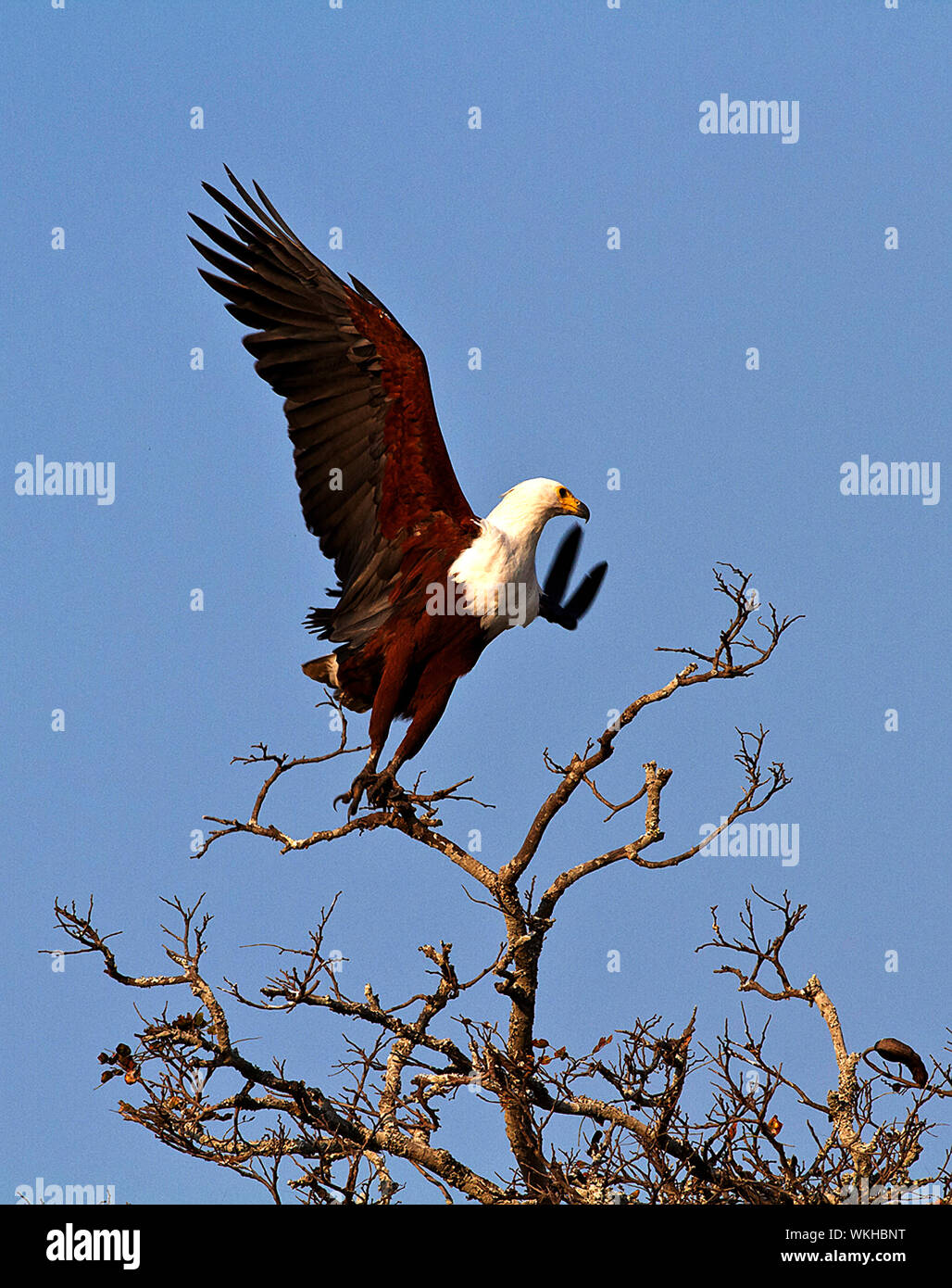 African Fish Eagle Nest