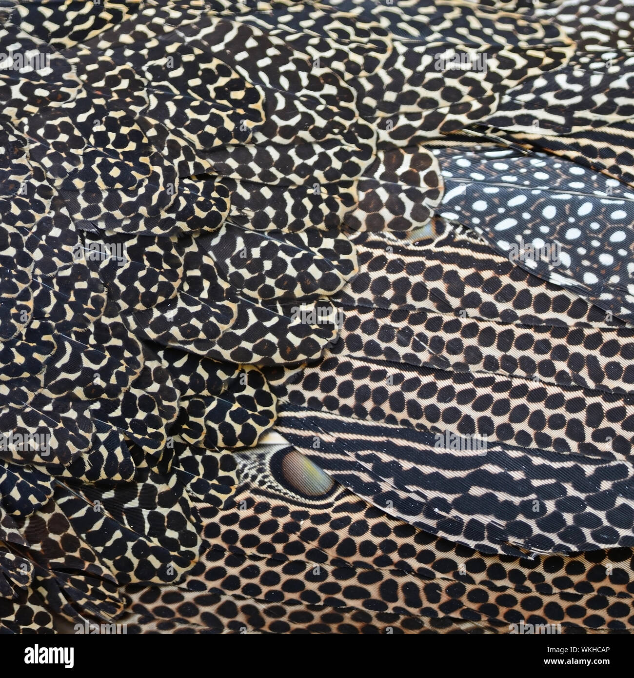 Tail great argus pheasant hi-res stock photography and images - Alamy
