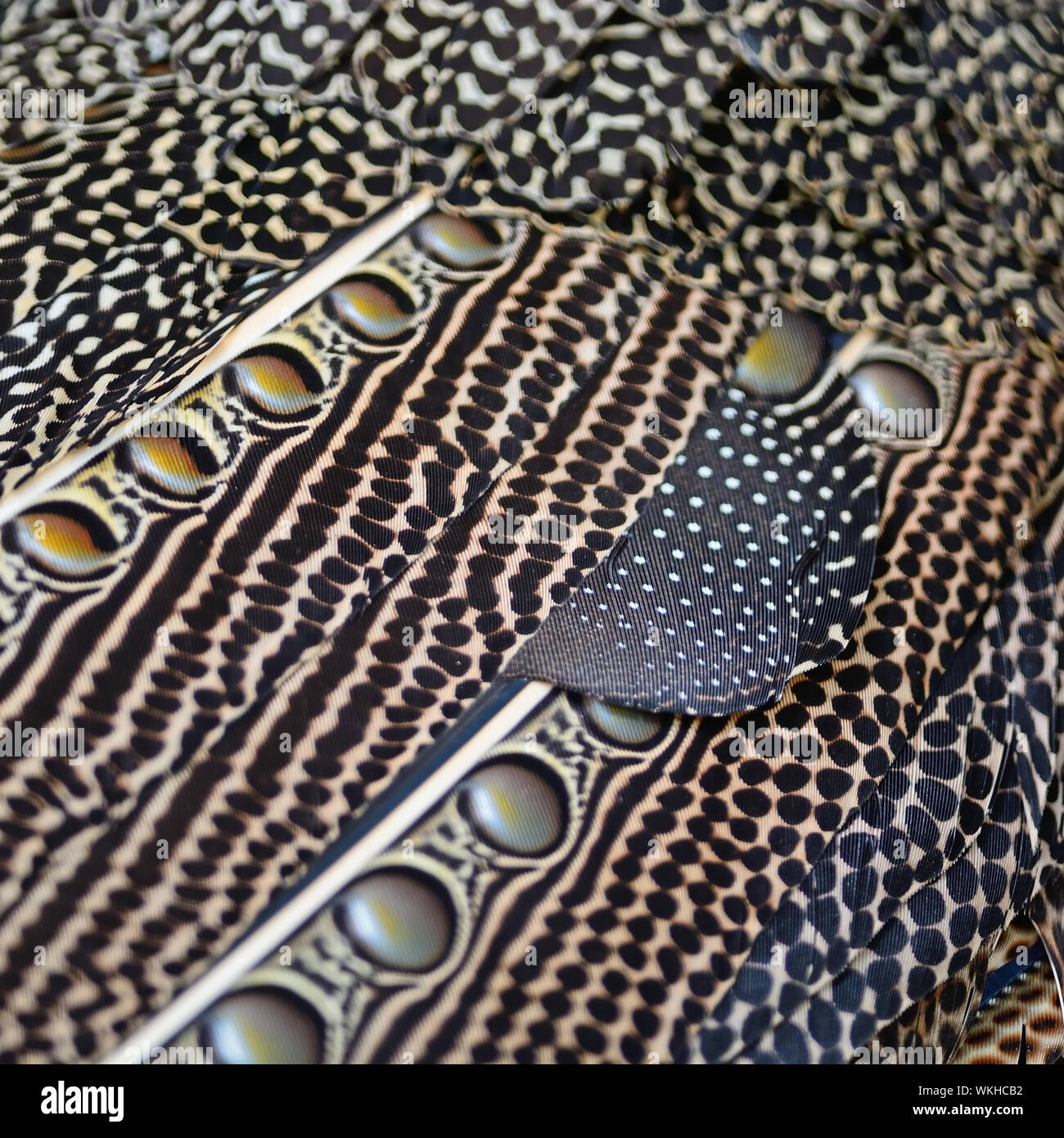 Great Argus Pheasant High Resolution Stock Photography and Images - Alamy