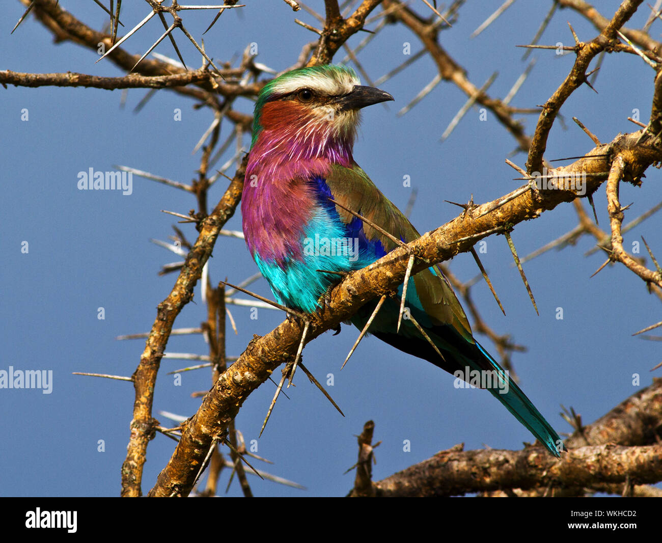 The Lilac-breasted Roller is a common and widespread bird of wooded ...