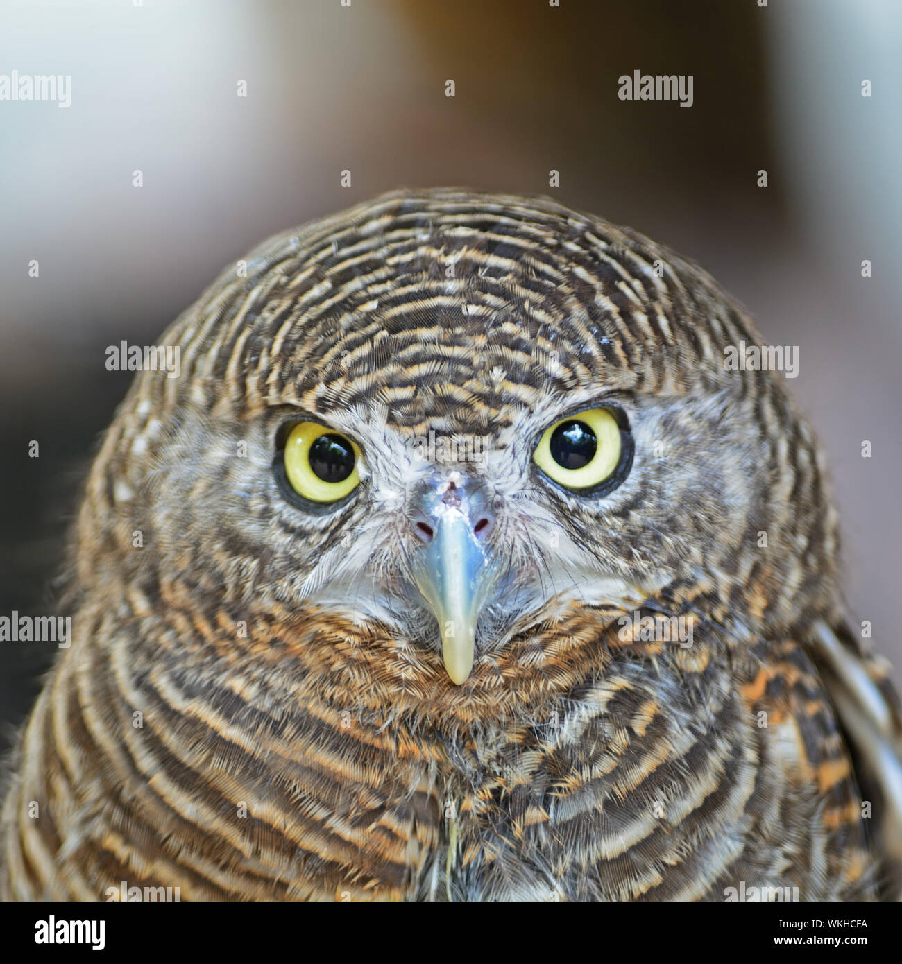 Brown bird, Asian Barred Owlet (Glaucidium cuculoides), face profile ...