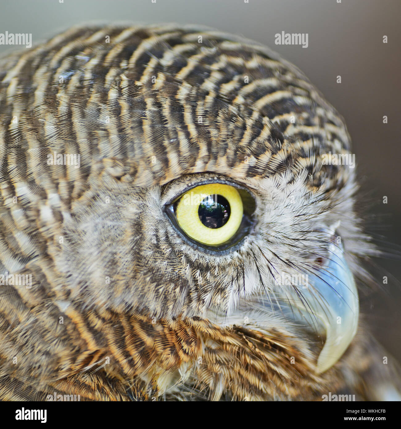 Brown bird, Asian Barred Owlet (Glaucidium cuculoides), face profile ...