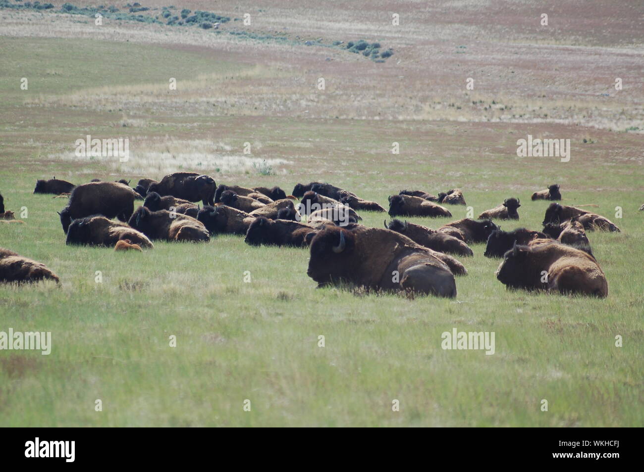 American bison herd hi-res stock photography and images - Alamy