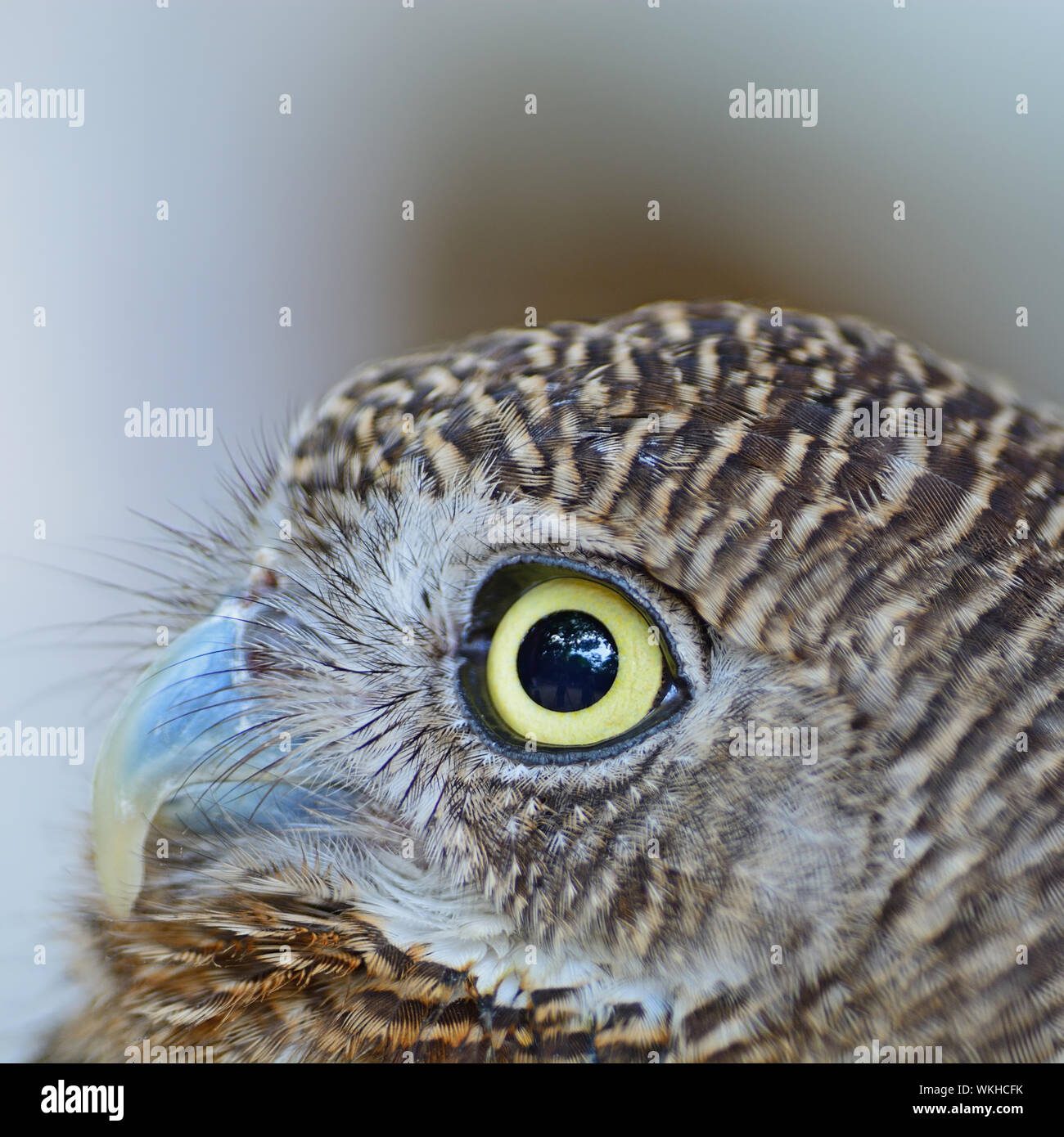 Brown bird, Asian Barred Owlet (Glaucidium cuculoides), face profile ...
